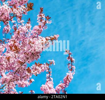 Beautiful almond blossom branch on a blue background. Selective focus ...