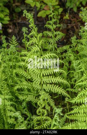 Marsh fern, Thelypteris palustris, in marsh Stock Photo - Alamy