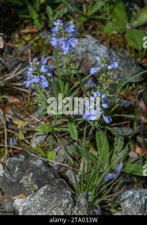 Prostrate speedwell, Veronica prostrata ssp prostrata in flower in the ...