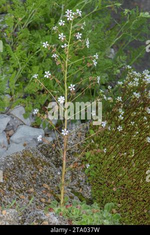 Pyramidal saxifrage, Saxifraga cotyledon, in flower in the french Alps ...