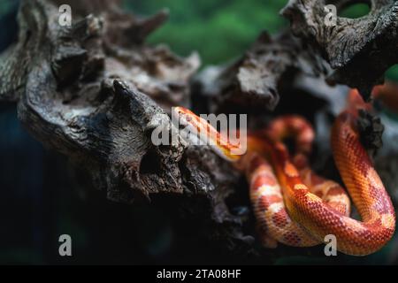 Fluorescent Orange Corn Snake (Pantherophis guttatus Stock Photo - Alamy
