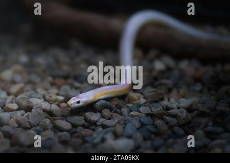 Coral Snow Corn Snake (Pantherophis guttatus Stock Photo - Alamy