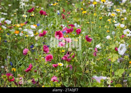 MALVA TRIMESTRIS flowers in a field of meadow flowers Stock Photo - Alamy