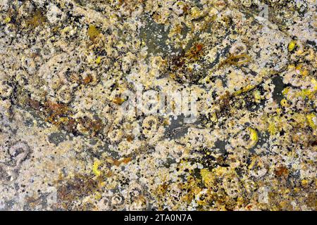 Mesophyllum lichenoides is a crustose red alga with calcareous skeleton ...