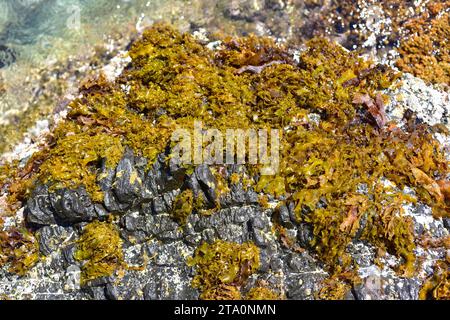Rissoella verruculosa is a laminar red alga. This photo was taken in ...
