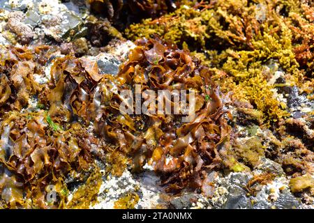 Rissoella verruculosa is a laminar red alga. This photo was taken in ...