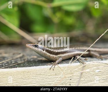 Seychelles skink gecko on tree trunk on the forest, Mahe Seychelles ...