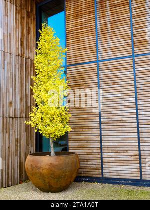 StatelyGinkgo biloba 'Fastigiata Blagon’, maidenhair tree 'Fastigiata ...