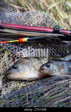 Catching fish. Several fish of Common perch or European perch known as ...
