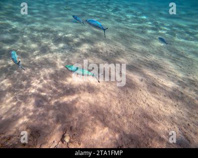 Shoal tropical blue back fish underwater at the coral reef. Underwater ...