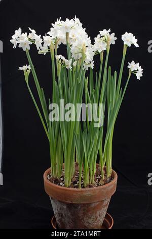 Narcissus 'Paperwhite Ziva' Sweetly scented pure-white daffodil Stock ...