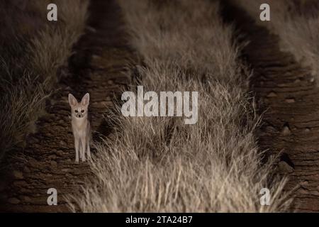 Cape fox (Vulpes chama) Naankuse, Namib Desert, Namibia Stock Photo - Alamy