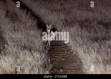 Cape fox (Vulpes chama) Naankuse, Namib Desert, Namibia Stock Photo - Alamy