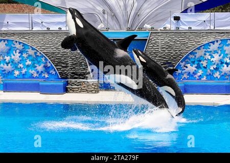 Dressed killer whale (Orcinus orca), Shamu Stadium, SeaWorld, San Diego ...