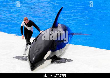 Dressed killer whale (Orcinus orca), Shamu Stadium, SeaWorld, San Diego ...