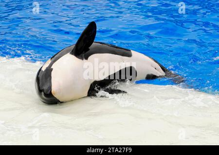 Dressed killer whale (Orcinus orca), Shamu Stadium, SeaWorld, San Diego ...