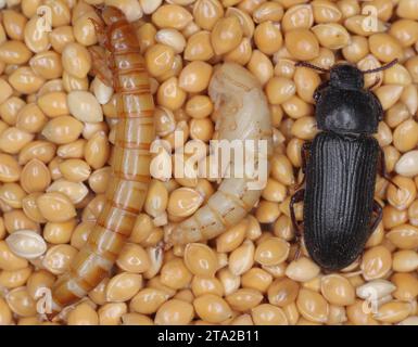 Mealworm - Tenebrio molitor. Aadult beetle, pupa and larva at different ...