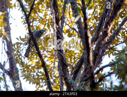 Enchanting image of the Brown-eared Bulbul (Ixos amaurotis), a ...