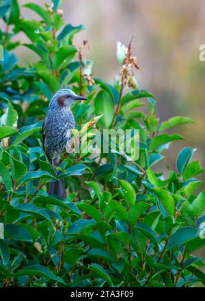 Enchanting image of the Brown-eared Bulbul (Ixos amaurotis), a ...