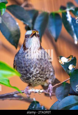 Enchanting image of the Brown-eared Bulbul (Ixos amaurotis), a ...