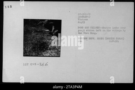 A Marine inspects for Viet Cong traps and tunnels in Dong Son village ...