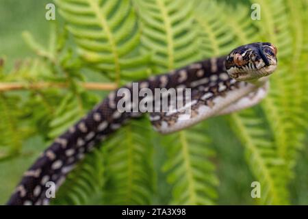 Australian Diamond Python climbing in tree fern Stock Photo - Alamy