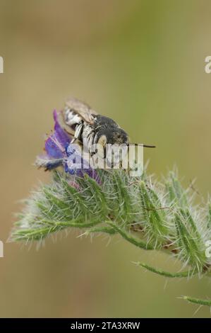 Detailed closeup on a male of a cleptoparasite sharp tailed cuckoo bee ...