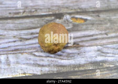 Lemon with mold, mould is one of the structures that certain fungi can ...