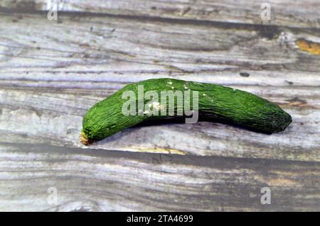 cucumber with mold, mould is one of the structures that certain fungi ...