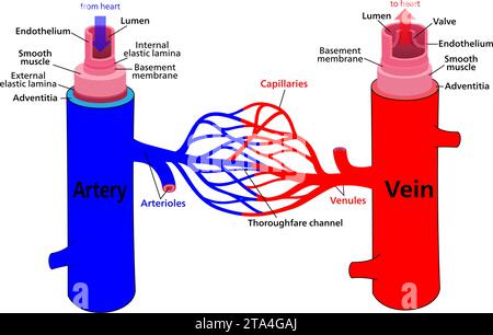 Circulatory system, veins and arteries. Organ system of human body ...