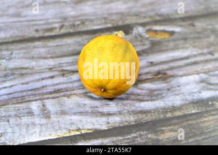 Lemon with mold, mould is one of the structures that certain fungi can ...