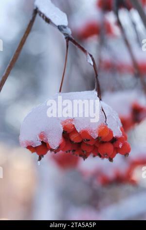 A closeup of frozen Mountain-ash on a branch covered with snowflakes ...