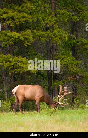 Rocky Mountain elk, Banff National Park, Alberta, Canada Stock Photo ...