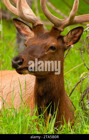 Rocky Mountain elk, Banff National Park, Alberta, Canada Stock Photo ...