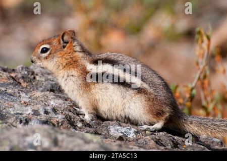Ground squirrel along Bow Glacier Falls Trail, Banff National Park ...