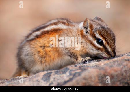 Chipmunk along Bow Glacier Falls Trail, Banff National Park, Alberta ...