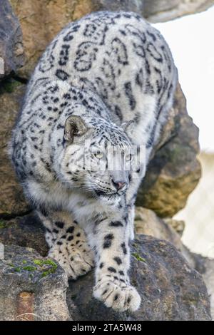 Snow Leopard head shot (portrait Stock Photo - Alamy