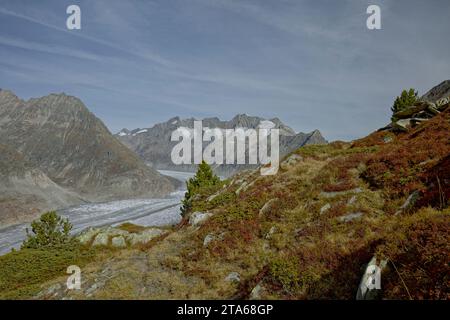 Grosser Aletschgletscher, Fall Colours Stock Photo - Alamy