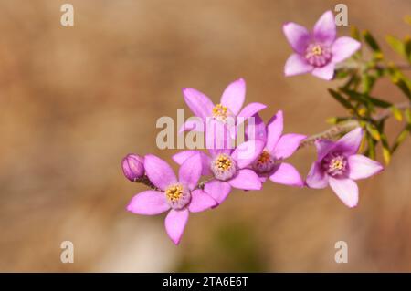 The pink to mauve flowers of Pepper and Salt, Philotheca spicata, a ...