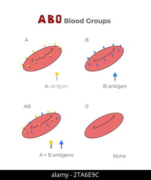 ABO blood group system. Blood groups with anitigens and antibodies ...