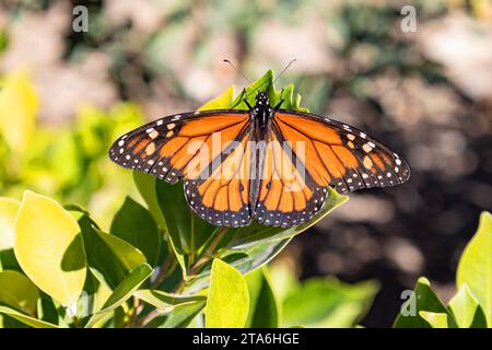 A Showy male monarch butterfly or simply monarch (Danaus plexippus ...