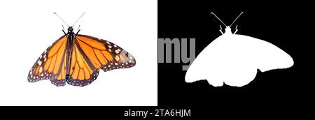 A Showy male monarch butterfly or simply monarch (Danaus plexippus ...