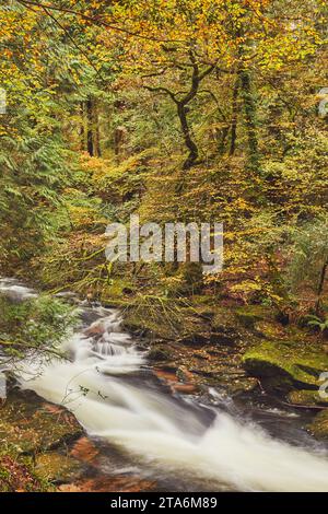A woodland river pouring through wood draped in autumn colours; the ...