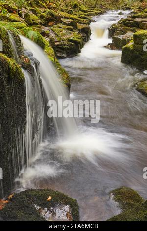 A small waterfall pouring into a woodland river; Erme Woods and the ...
