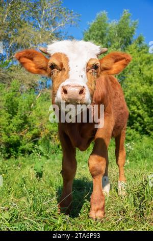 Red angus heifer portrait picture blue sky background Stock Photo - Alamy