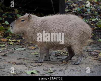 A capibara portrait looking at you Stock Photo - Alamy