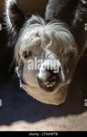 Closeup of a white alpaca, France Stock Photo - Alamy