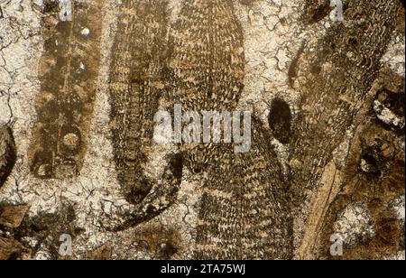 Limestone with Alveolina, an extinct foraminifera. Photomicrograph ...