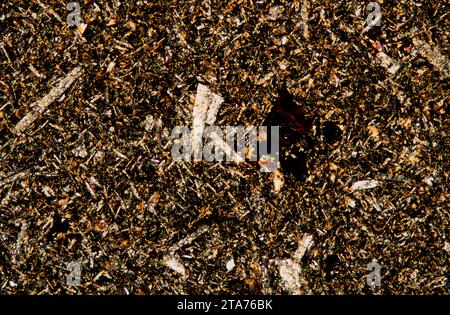 Lamprophyre is an ultrapotassic igneous rock that appearing in form of ...