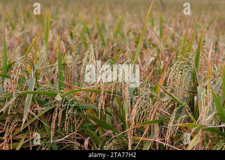 Satkhira, Bangladesh - November 23, 2023: The ripe paddy field at Tala ...